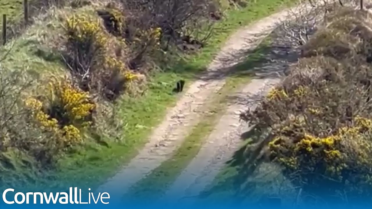 Footage shows big cat prowling around moorland in Cornwall - YouTube