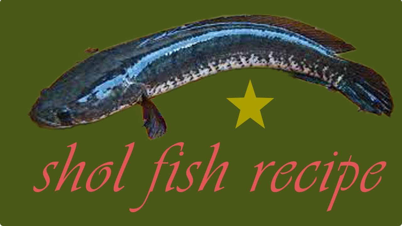 how thes in shaol mach recipe || shol macher recipe in bengali || rr ...