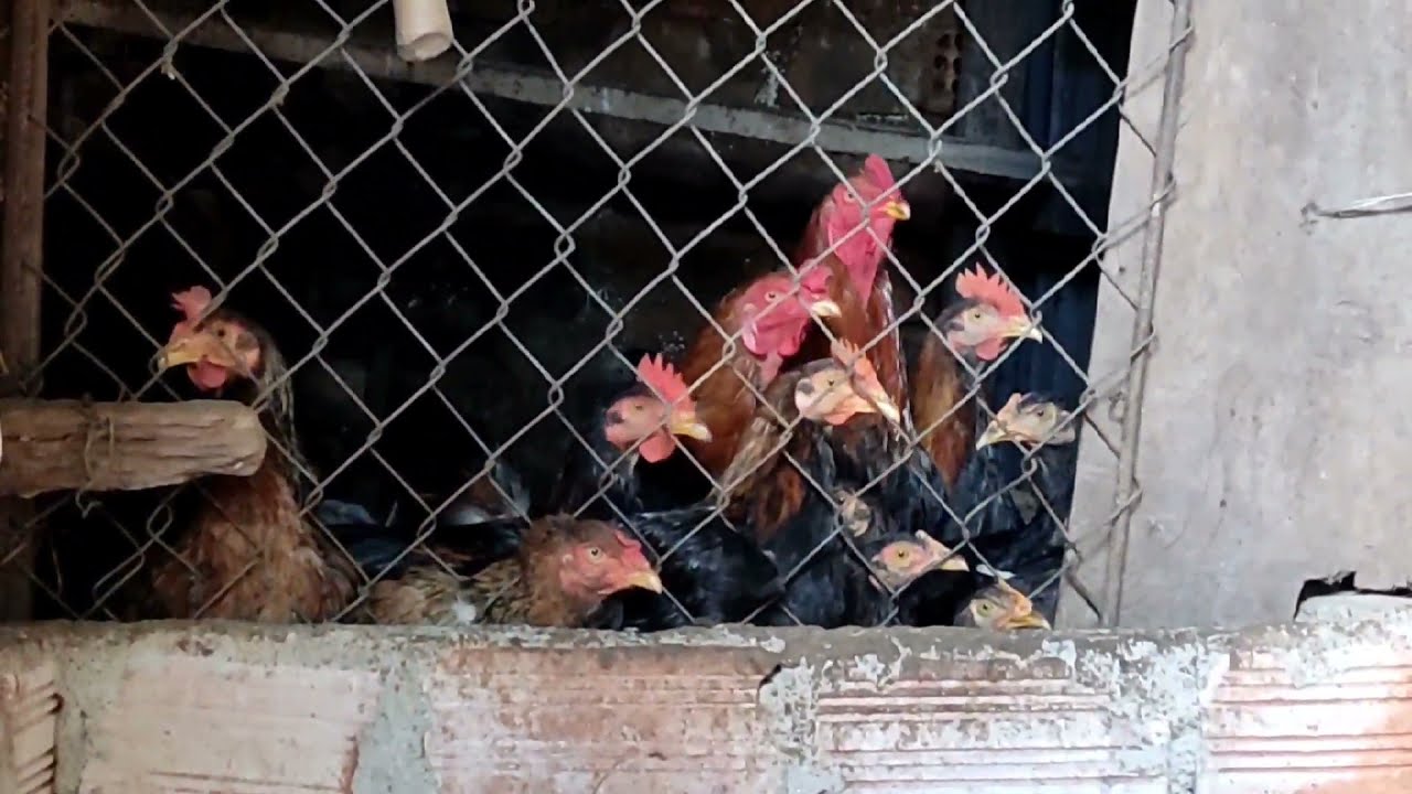 Chicken Sound Effect | Rooster Crowing Effect - YouTube