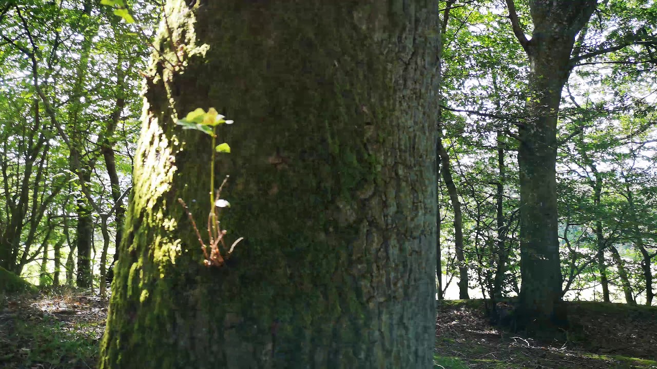 The Gammelkol and Dynaes in Laven Denmark - YouTube