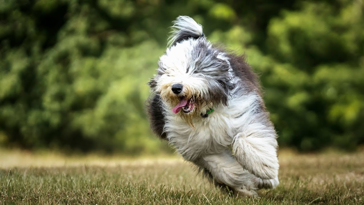 Old English Sheepdog: A Friendly, Loving Family Pet - YouTube