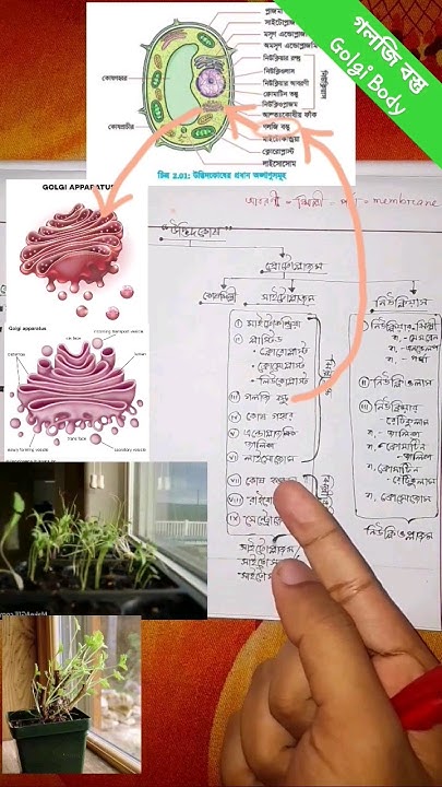 গলজি বস্তু Golgi Body উদ্ভিদের আলোকমুখী চলন Youtube