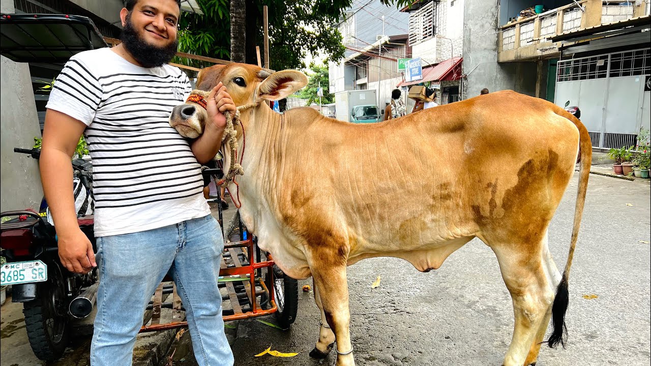 Cattle Trading Capital of the Philippines at Padre Garcia,Lipa Batangas ...