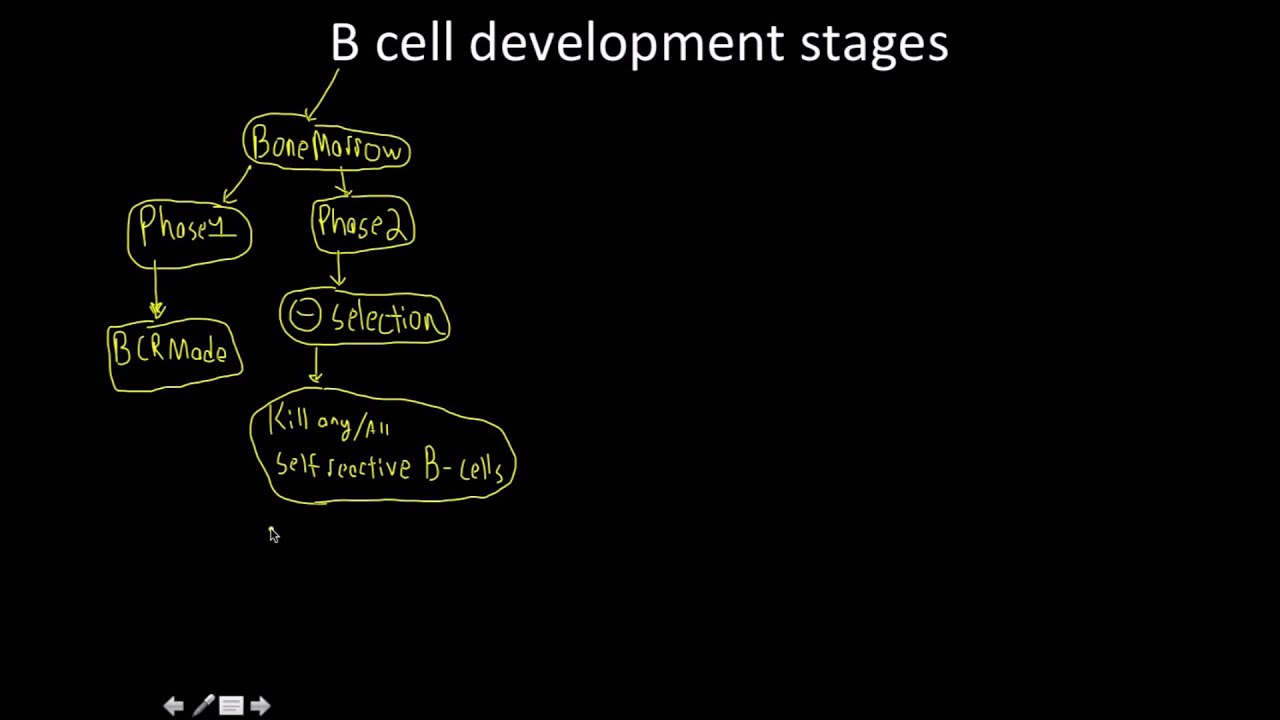 Immunology: B cell Developmental Phases - YouTube