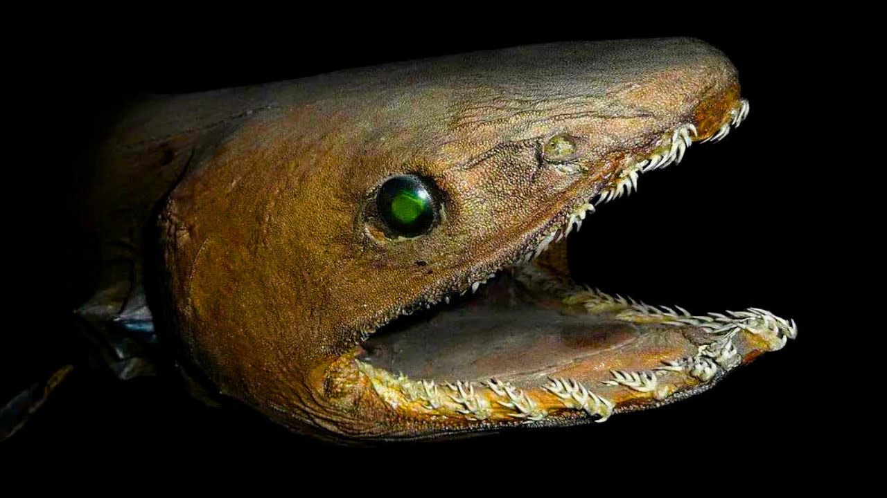 Deep Sea Creatures: The Most Bizarre Life Forms Found in the Ocean ...