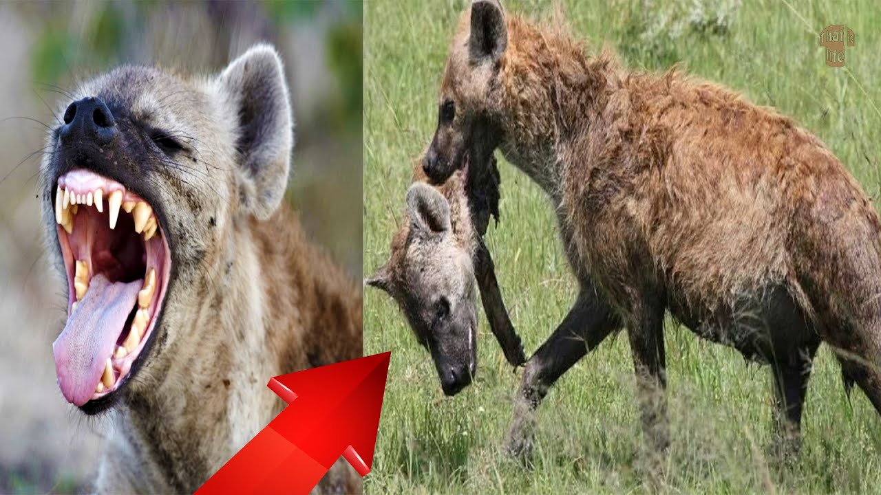 Top Horrible Moments of Hyena eating Hyena - YouTube