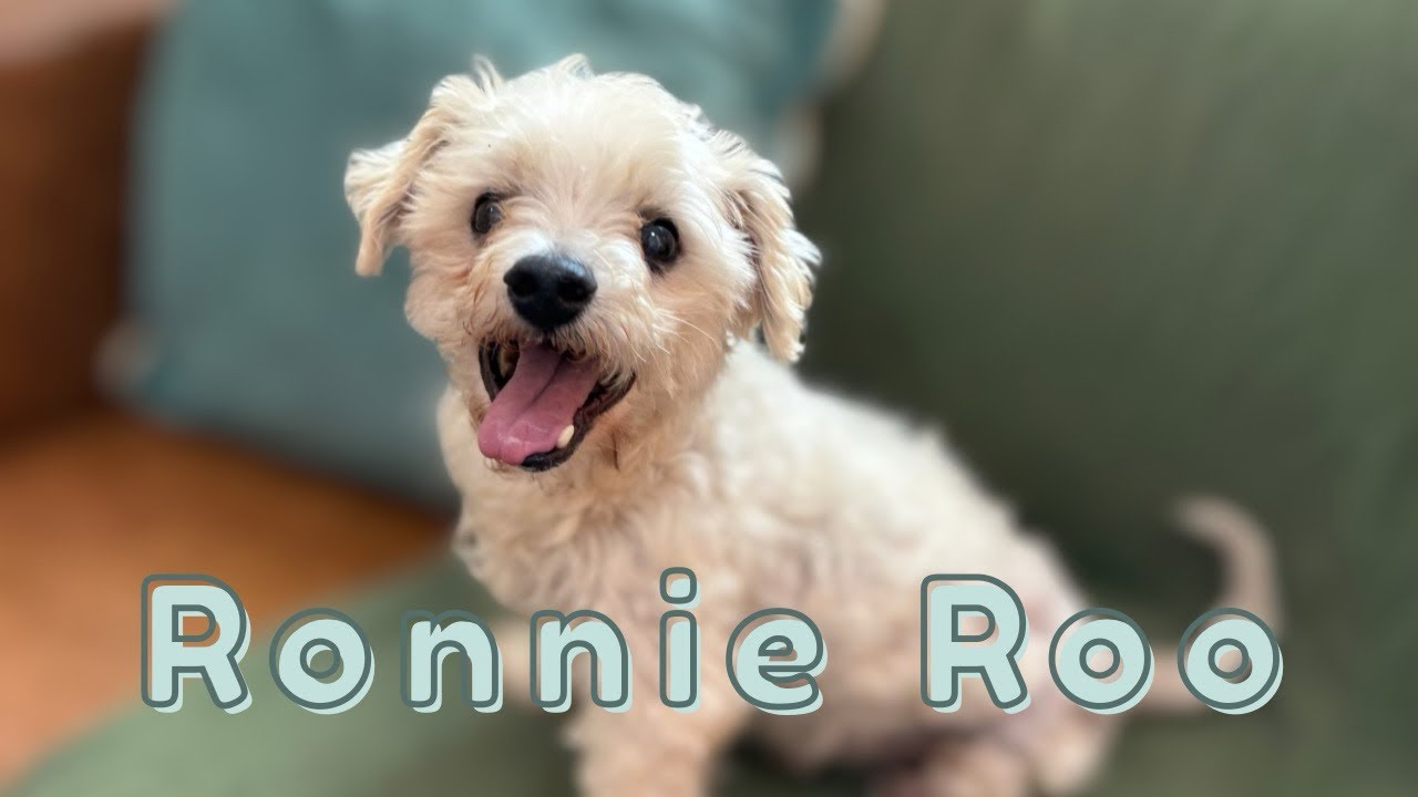 Ronnie Roo Loves You! - YouTube