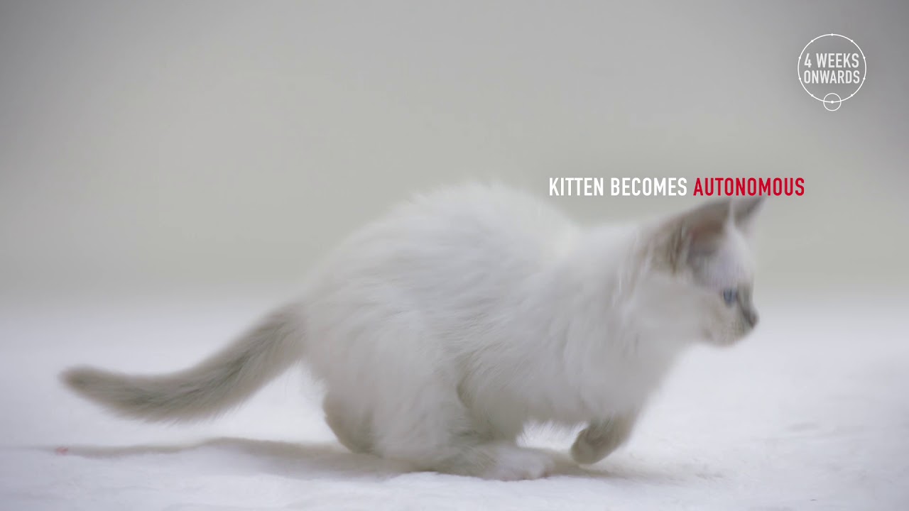KITTENHOOD Episode 2 - 4 weeks to 4 months - YouTube