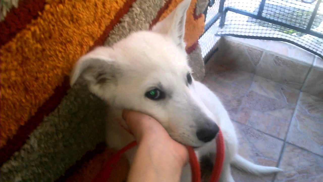 Ο σκυλος μου 🐶🐶🐶🐶 - YouTube