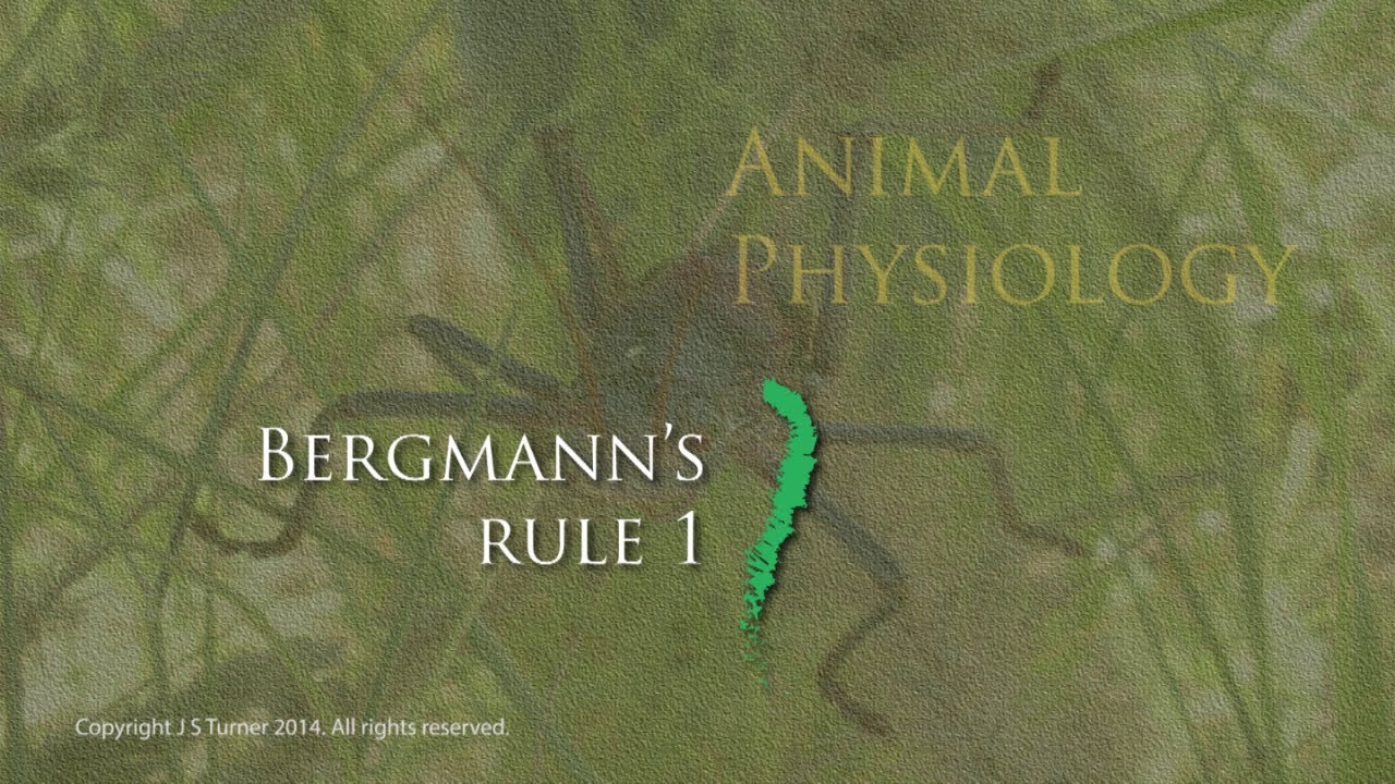 Lecture 21.6. Bergmann's rule 1 - YouTube