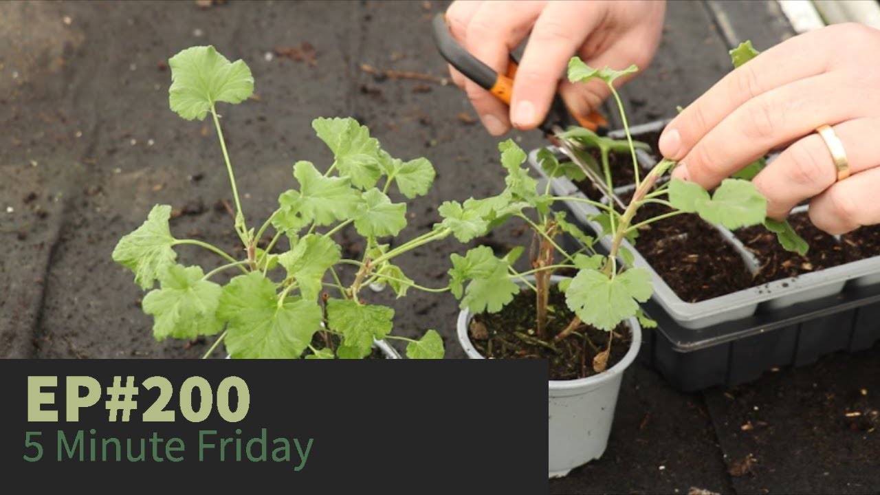 EP200 - How to grow Scented Geraniums from Cuttings - YouTube