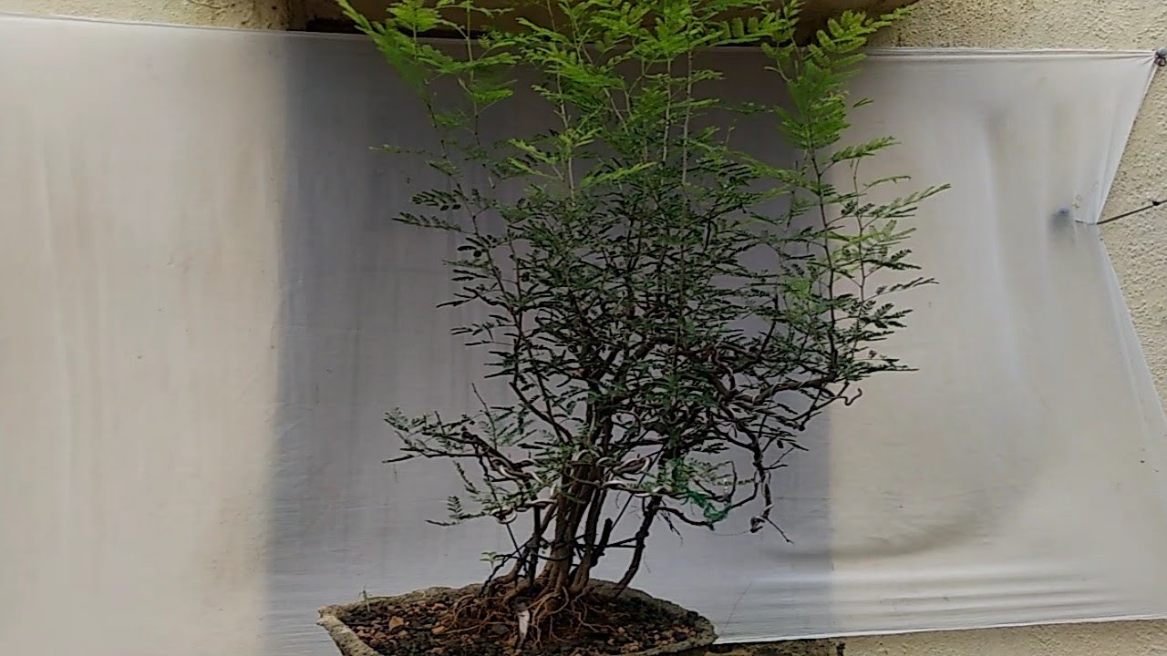 Trimming a acacia - YouTube