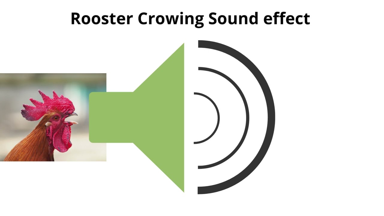 Rooster Crowing Sound Effect - YouTube