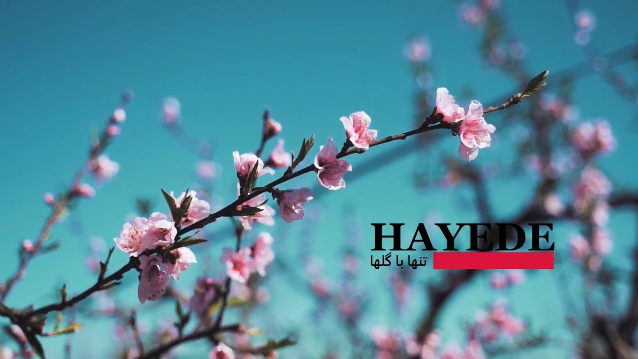 Hayede "تنها با گلها" (Tenha ba-golha) (Türkçe Altyazılı, Turkish ...