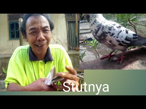 rabaan merpati stut kenceng