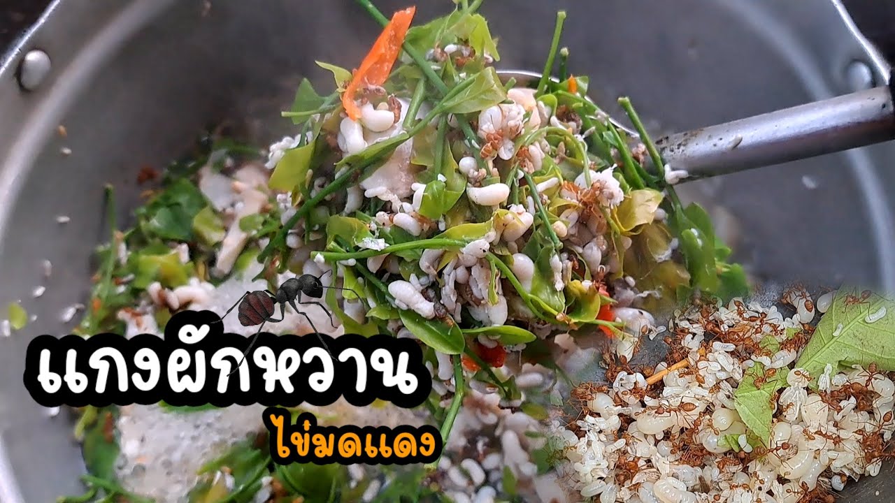 แกงผักหวานไข่มดแดง ไปแหย่กันสดๆจากรัง | red ant egg curry ( Thai Food ...