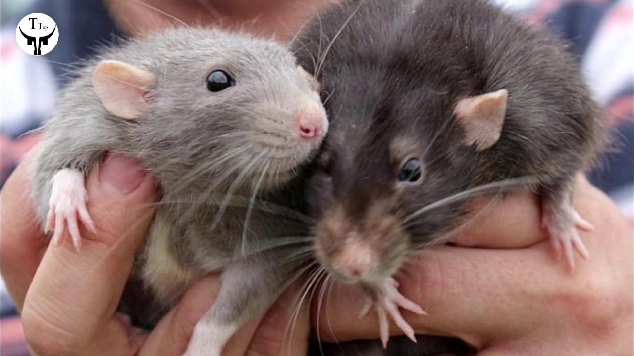 5 Tipos De Ratas Que No Creeras Que Existen - YouTube