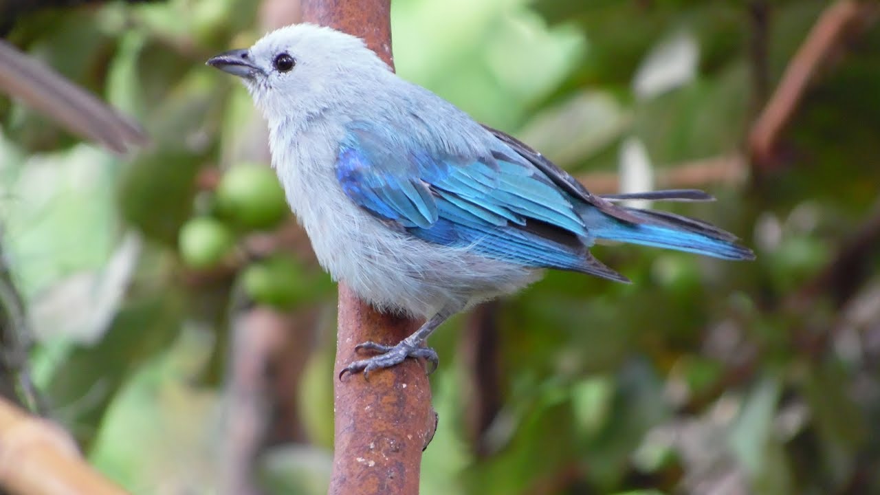 CANTO DEL AZULEJO COMUN / BLUE -GRAY TANAGER - YouTube