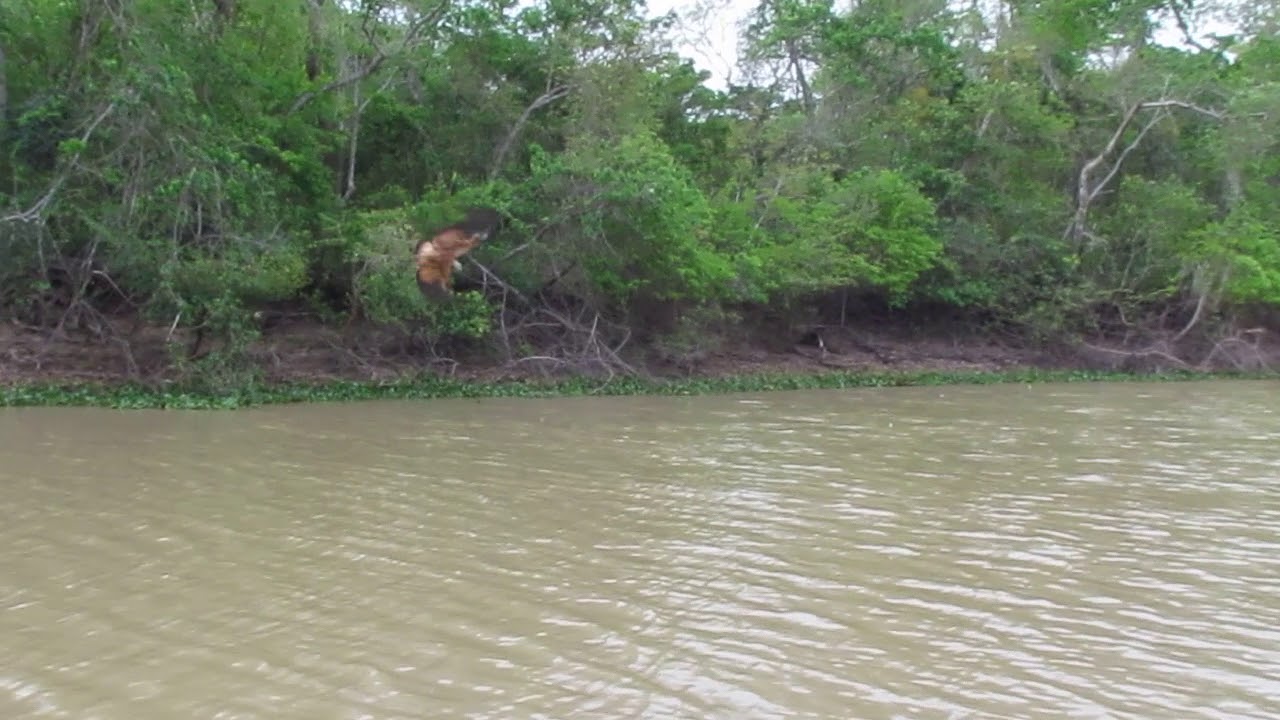Black-collared hawk grabs a fish! - YouTube
