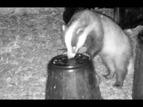 The Badger With Hollow Legs Wildlife Trail Camera Footage. - YouTube