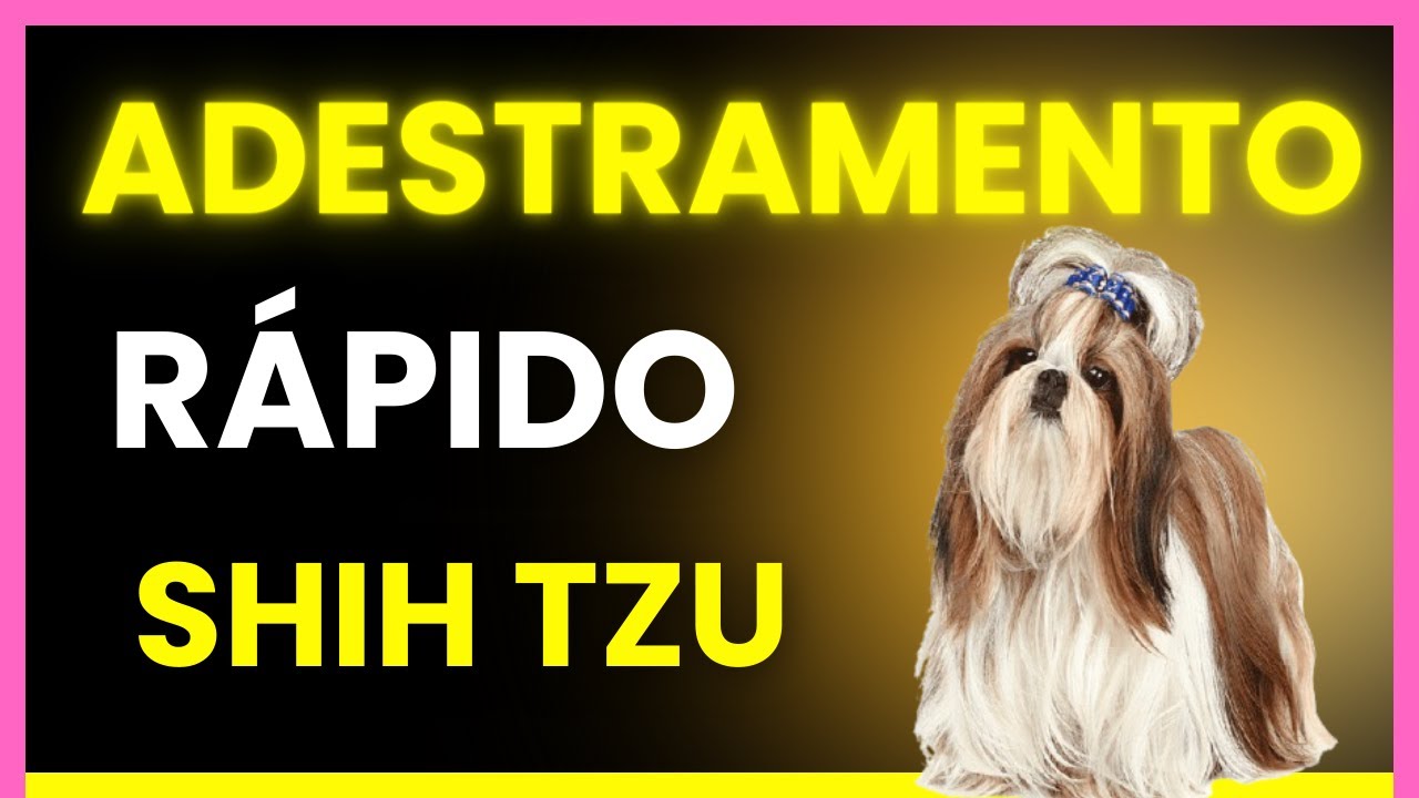 Shih Tzu Aprende Rápido? Quanto Tempo Leva para Treinar - YouTube