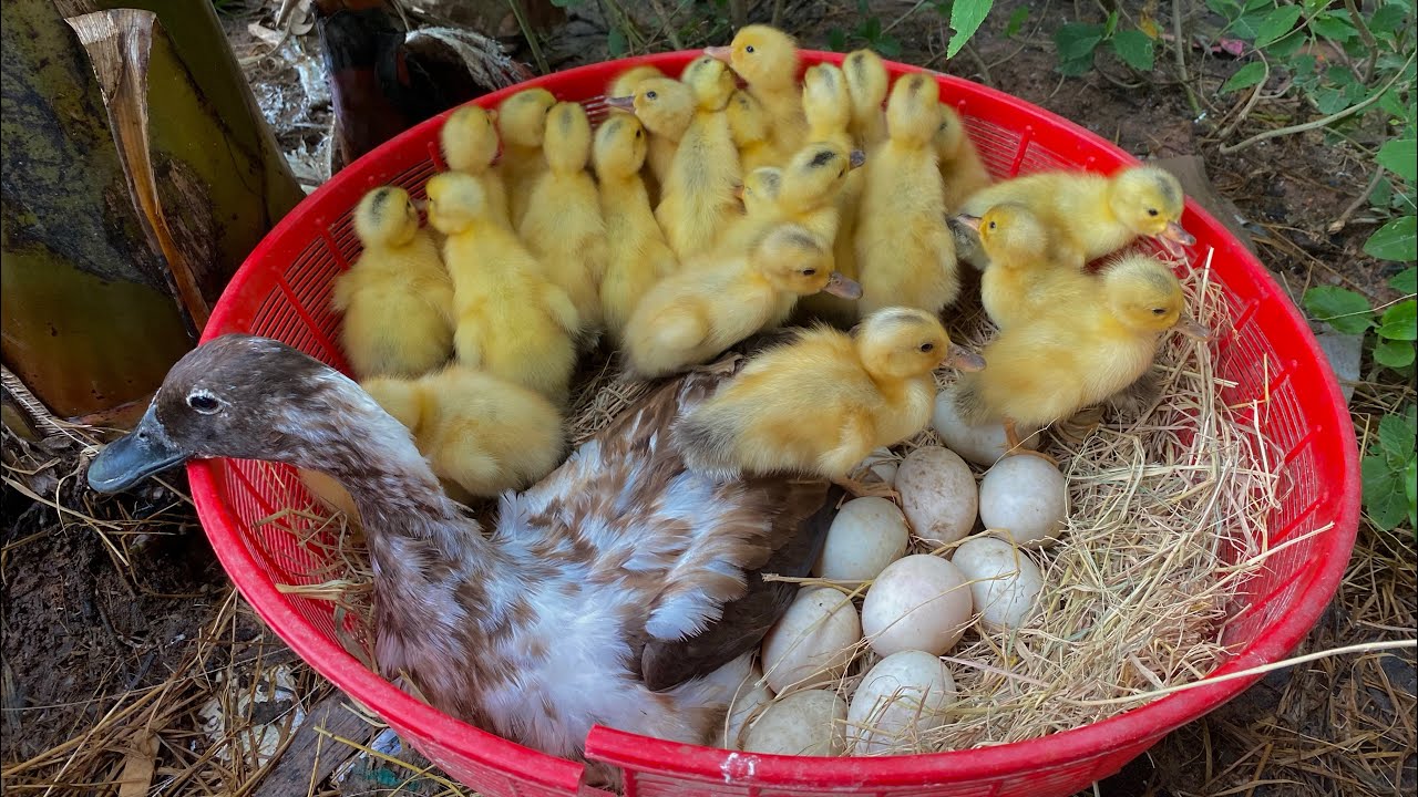 Amazing Pekin Duckling Hatching From Eggs - Nee Baby Duck Born - YouTube