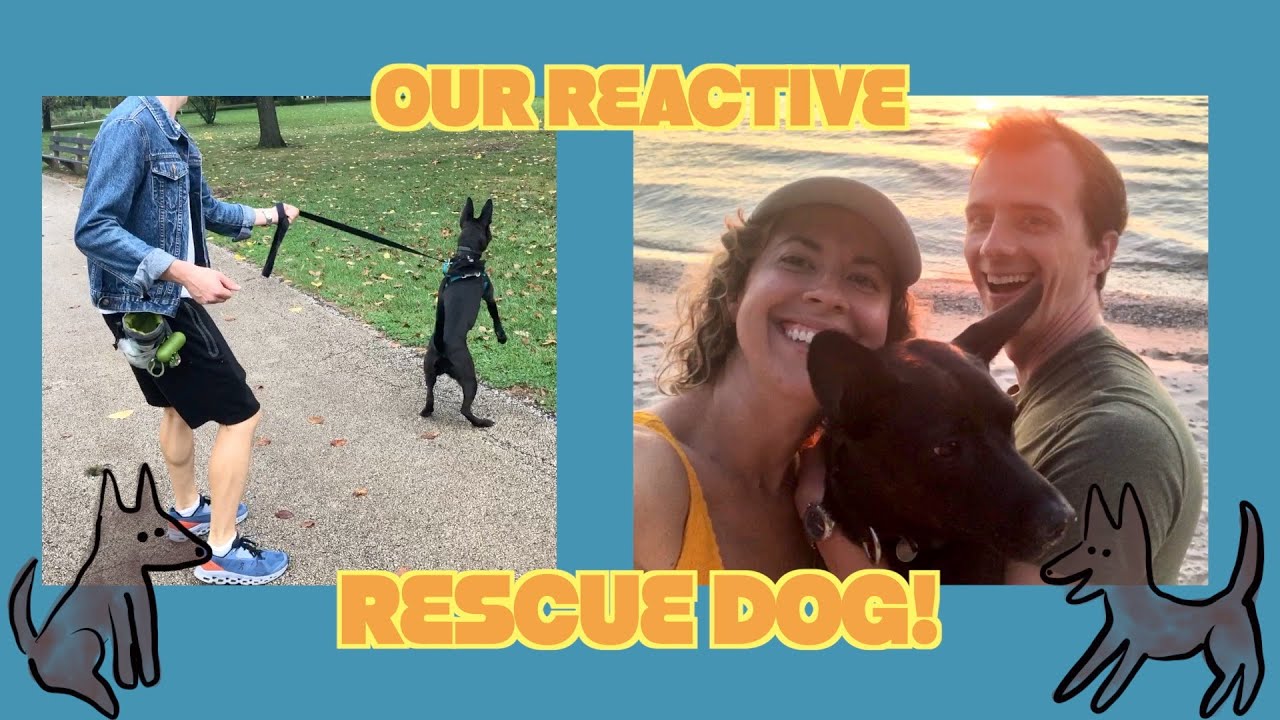 🐾Our First 2 Years With Our Reactive Rescue Dog, Luna!!🐾 - YouTube