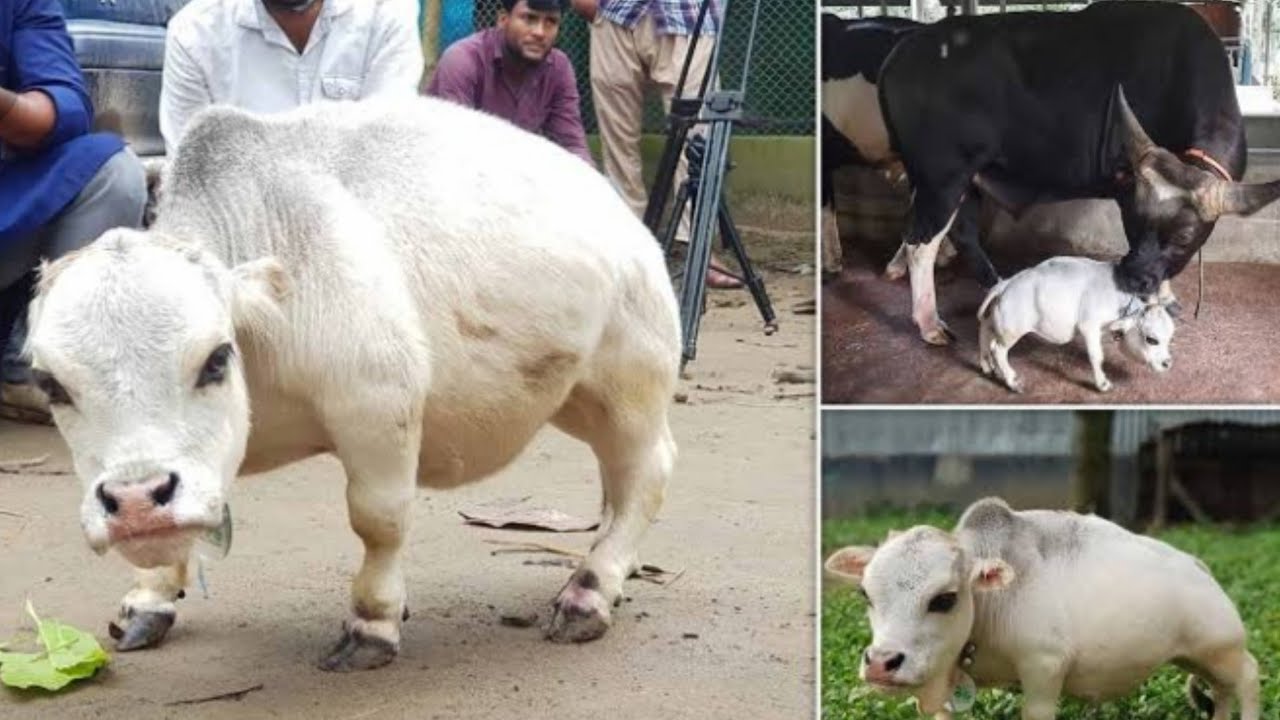 दुनिया की सबसे छोटी गाय | world smallest cow - YouTube