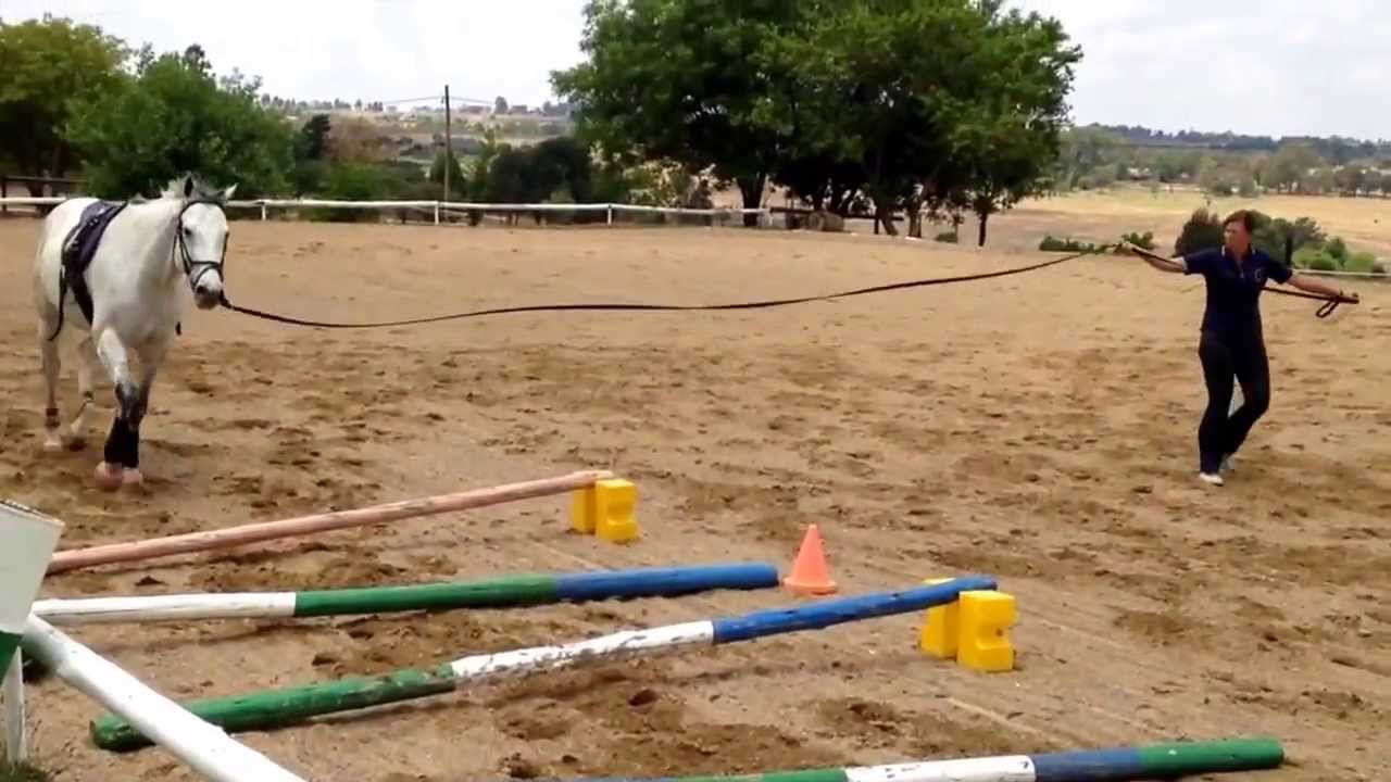 Scotty working over poles on the lunge! Clever child........ - YouTube