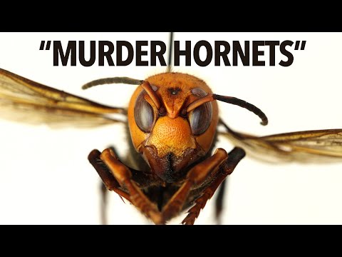 Why Do Murder Hornets Attack Honey Bees