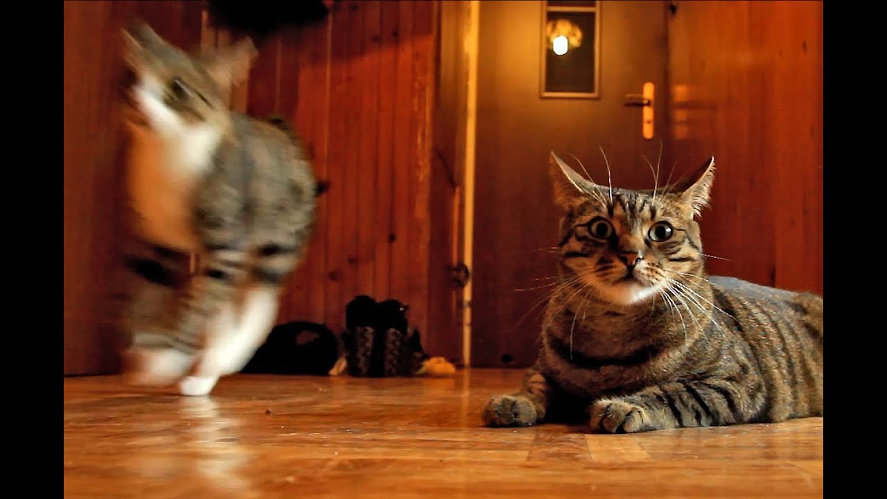 Happy Feet - Dynamo Cat - YouTube