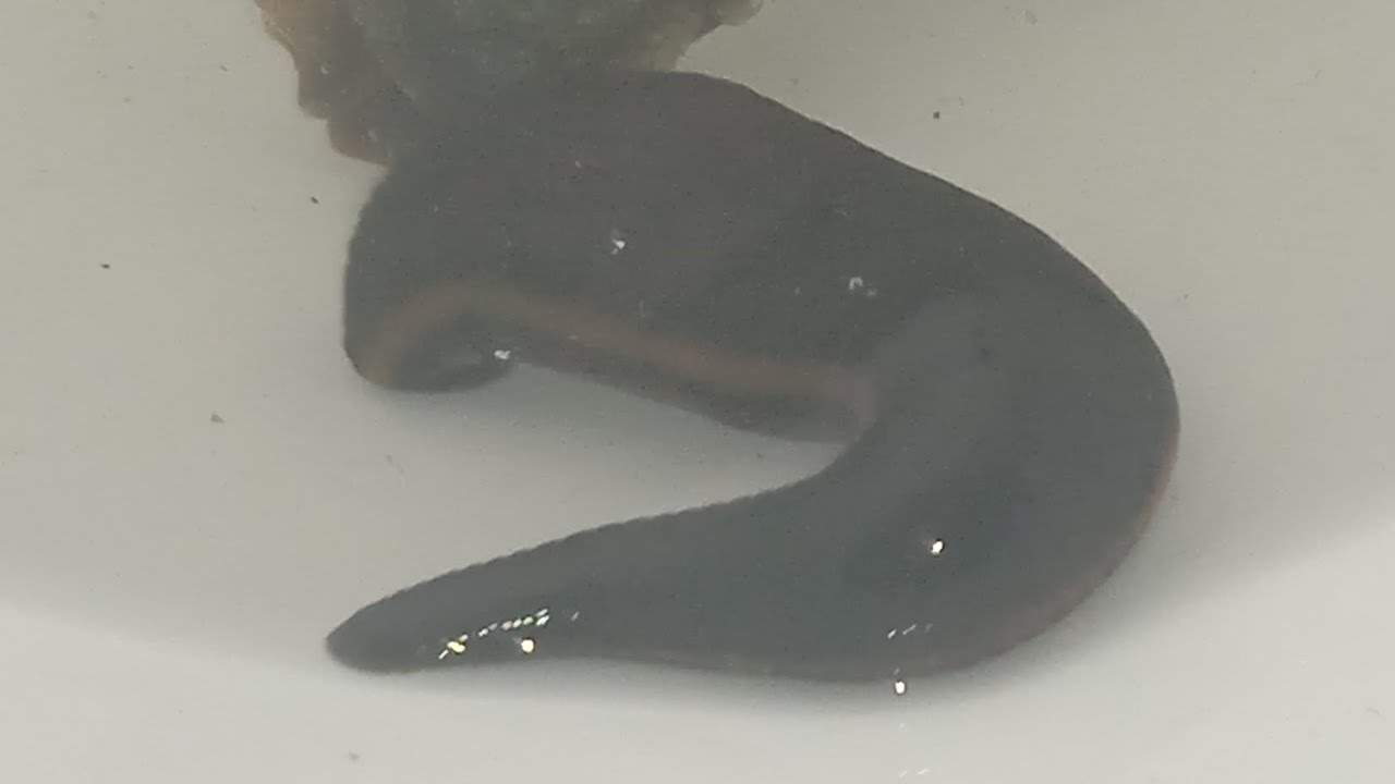 Leech vs salt what to do if attacked by a leech - YouTube