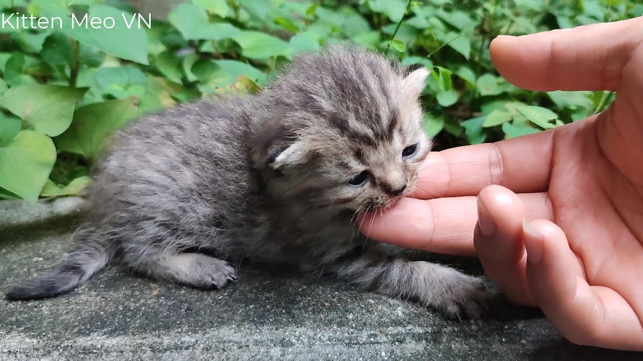 Tiny and cute Tiger kitty - YouTube