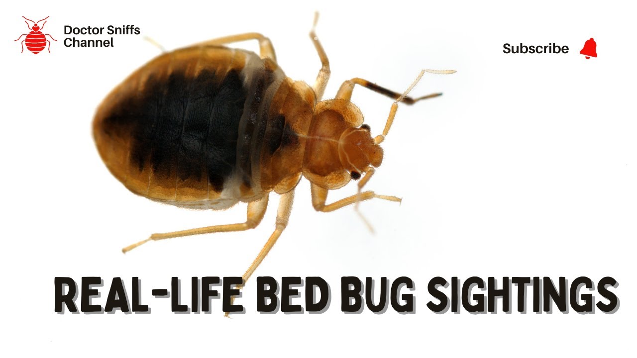 7 Real-Life Bed Bug Sightings: See the Evidence for Yourself - YouTube