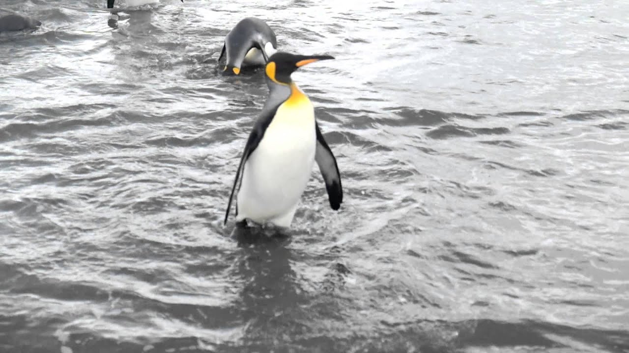 Swimming king penguins - YouTube