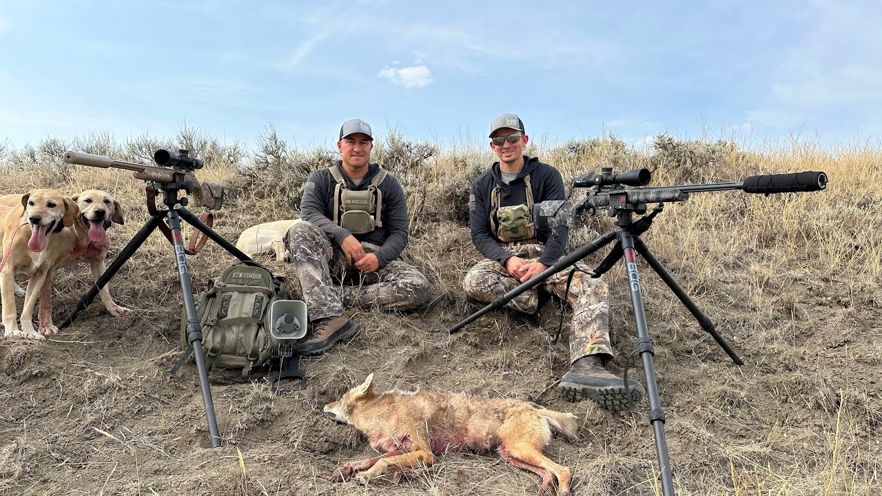 Hard Times | Montana | Coyote hunting with decoy dogs | Coyote hunting ...
