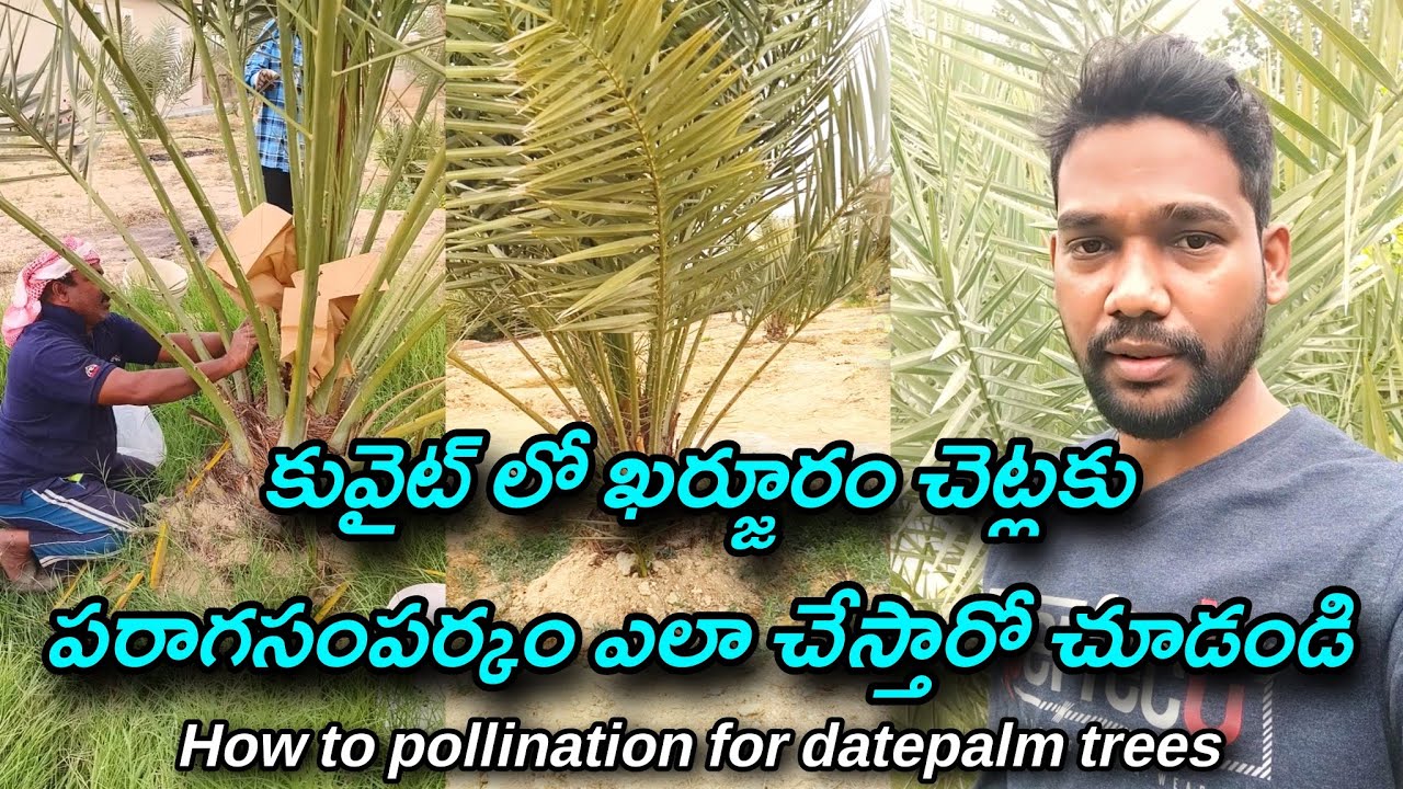 How to pollination for date palm trees | కువైట్ లో ఖర్జూరం చెట్లకు ...