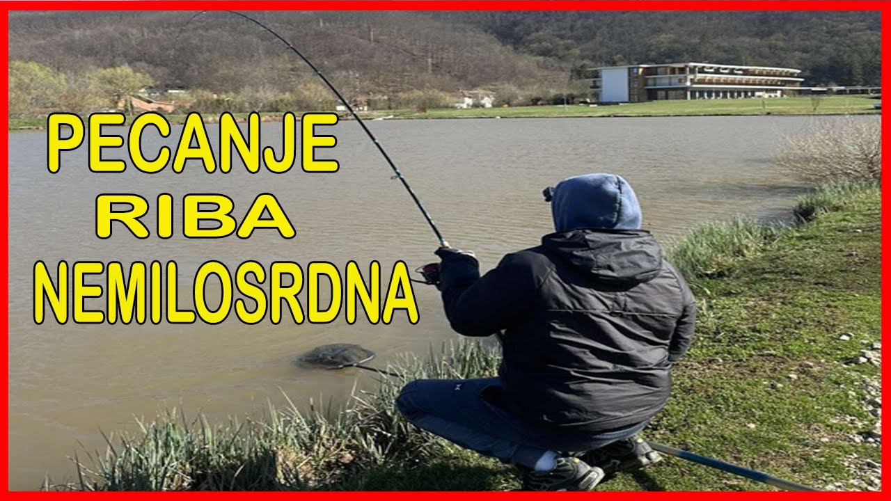 Pecanje,Sisevac Sarani nemilosrdni,nose stapove u vodu !!! - YouTube
