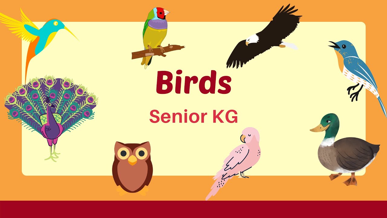 Birds Worksheet - Senior KG - YouTube