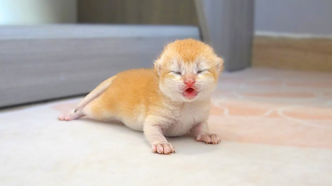Tiny kitten is crying out and looking for mom cat - YouTube