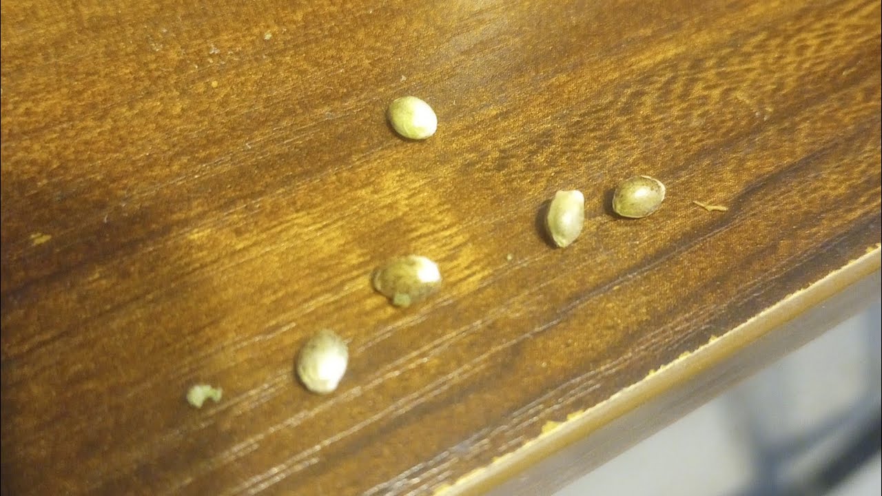 Champagne papi strain review - YouTube