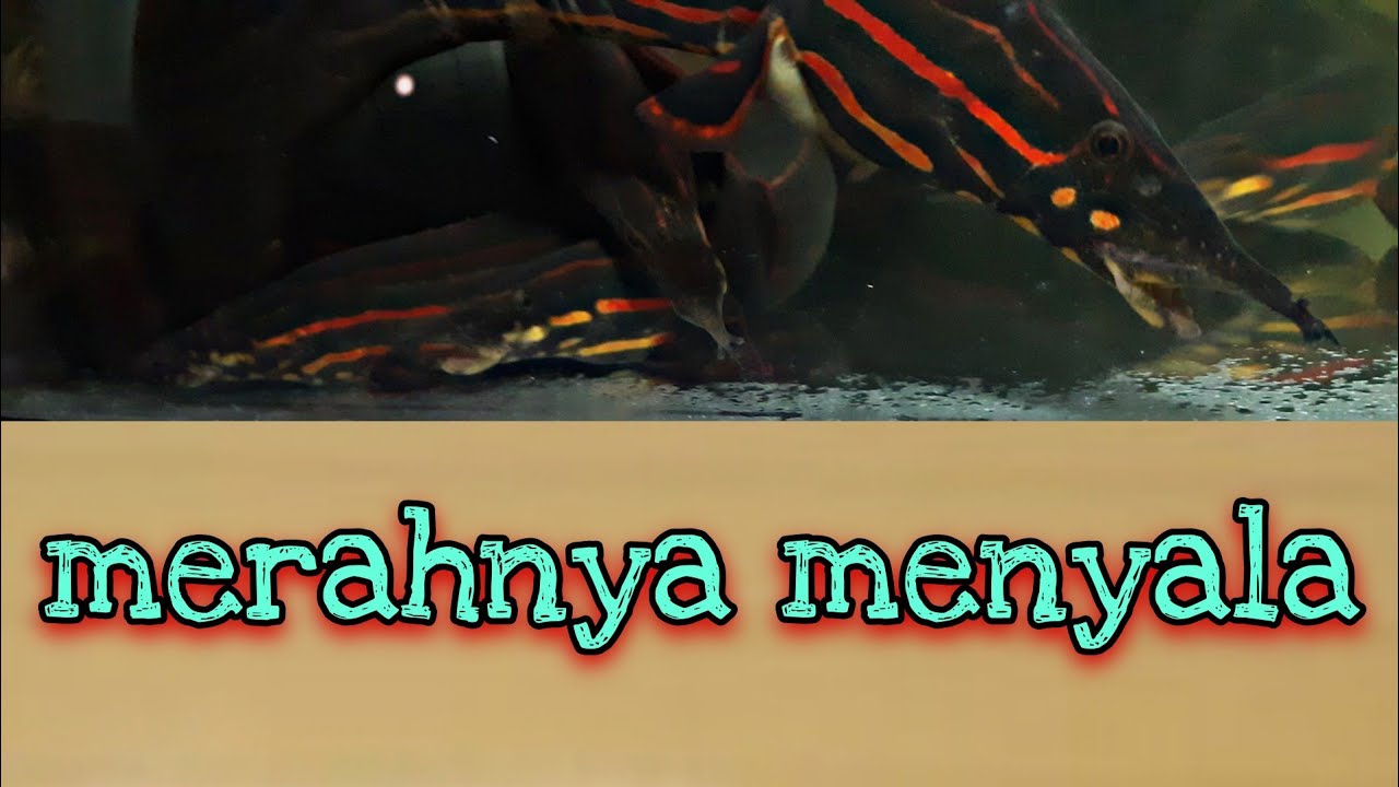 fire eel/sili api/tilan api - YouTube