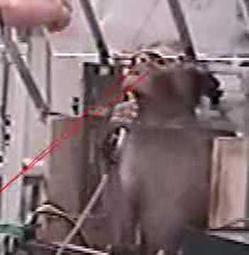 Monkey Using Pliers - YouTube