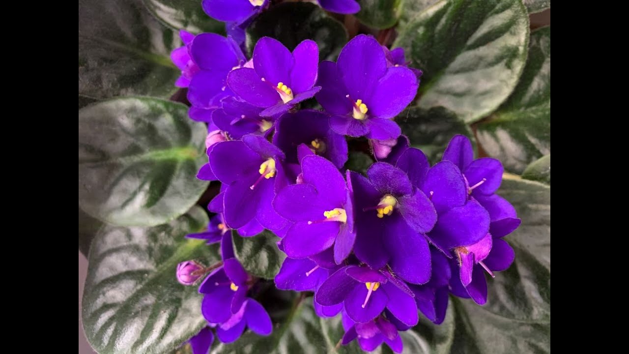 UN RAMITO DE VIOLETAS - YouTube