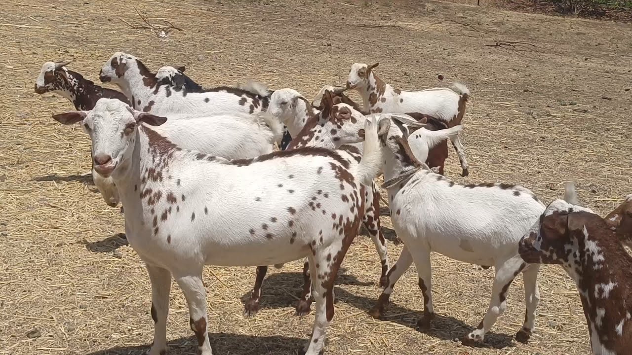 Barfi Gang Top Barbari Khasi Collection | The Biggest Goat Farm Bijapur ...