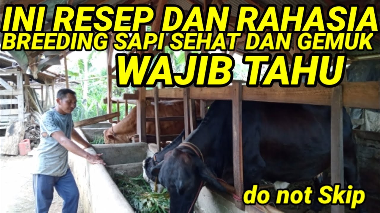 ADA RESEP UNTUK BREEDING SAPI SUPAYA BAGUS GEMUK DAN SEHAT - YouTube