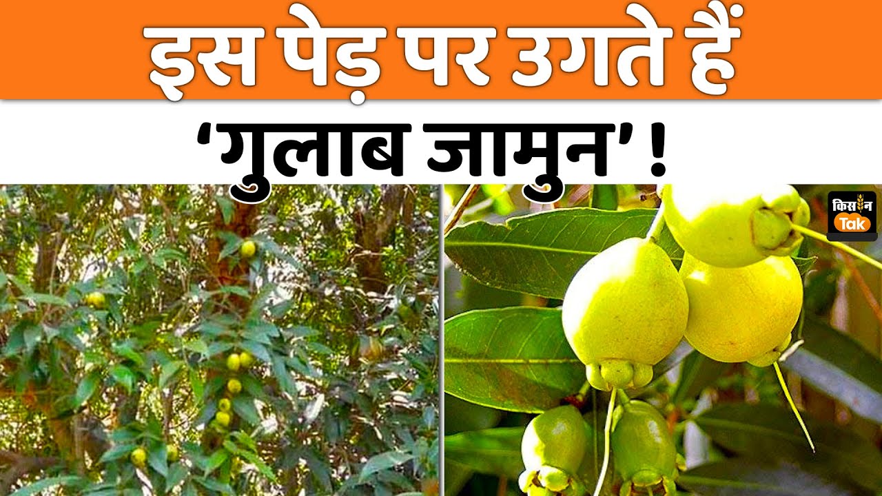 Gulab Jamun Tree: क्या कभी देखा है गुलाब जामुन का पेड़, देता है रसीले ...