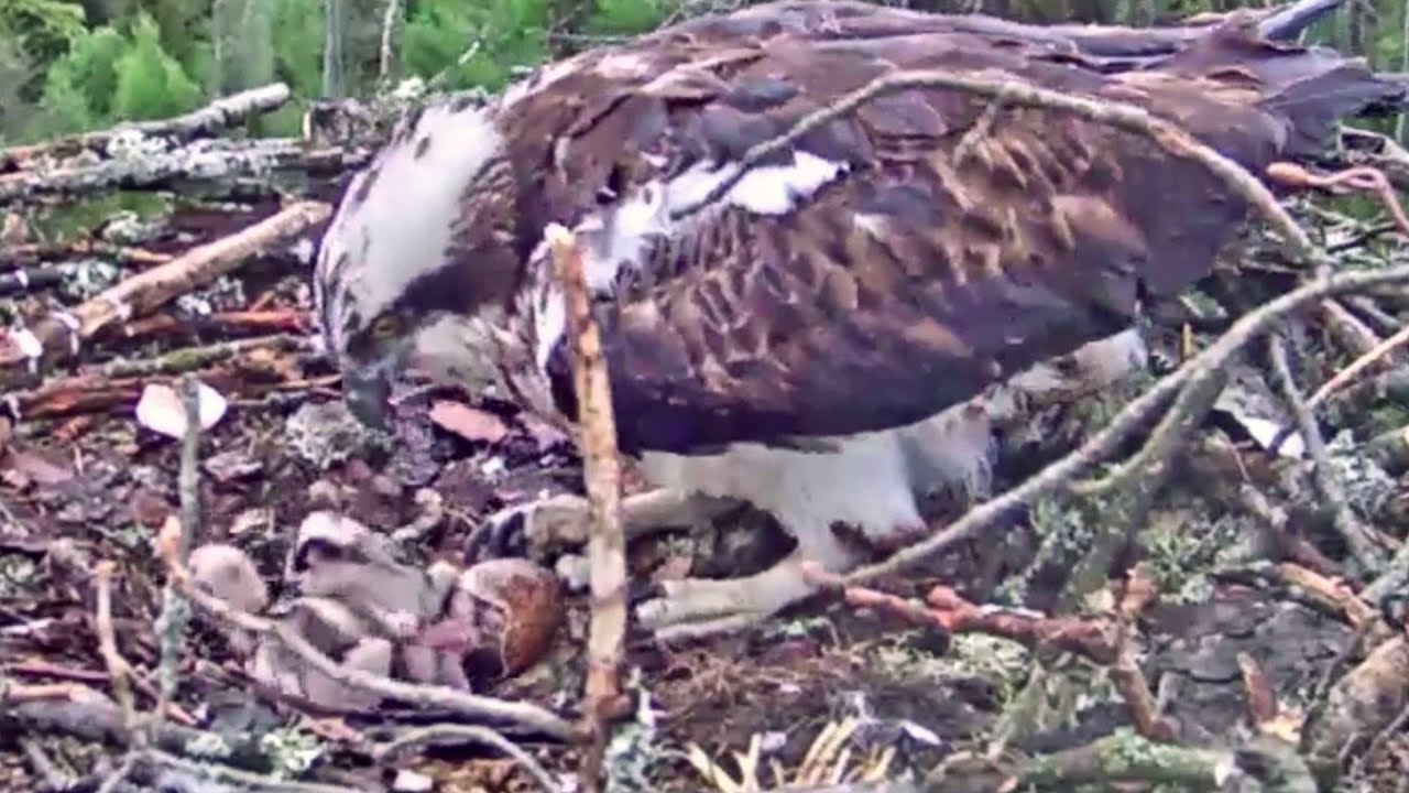 Kalakotkas 2~ Osprey chick #3 hatching progress~4:55 am /5:06 am 2021 ...