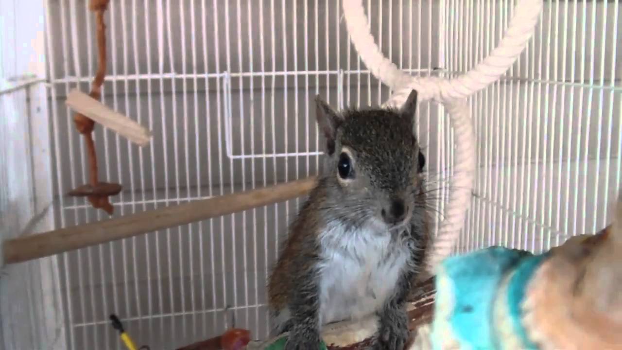 Forrest the squirrel at 8 weeks old - YouTube