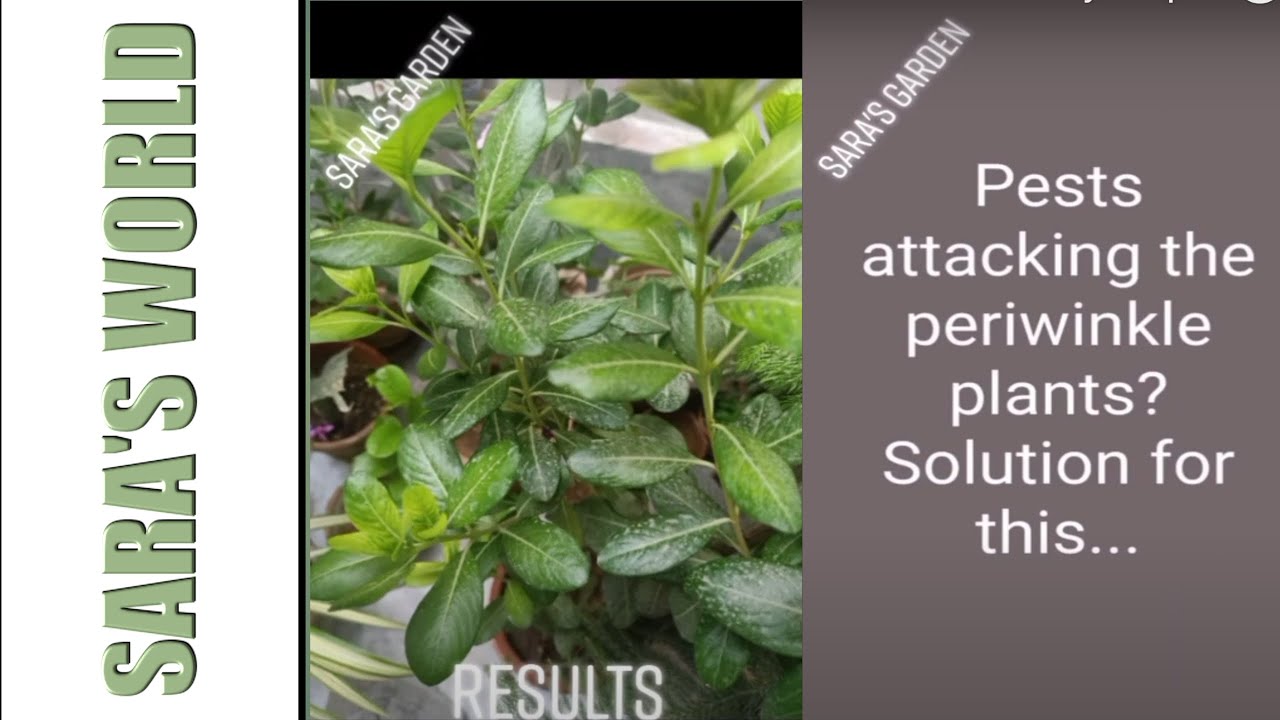 How to rescue your periwinkle plants from pests ||Must try remedies ...